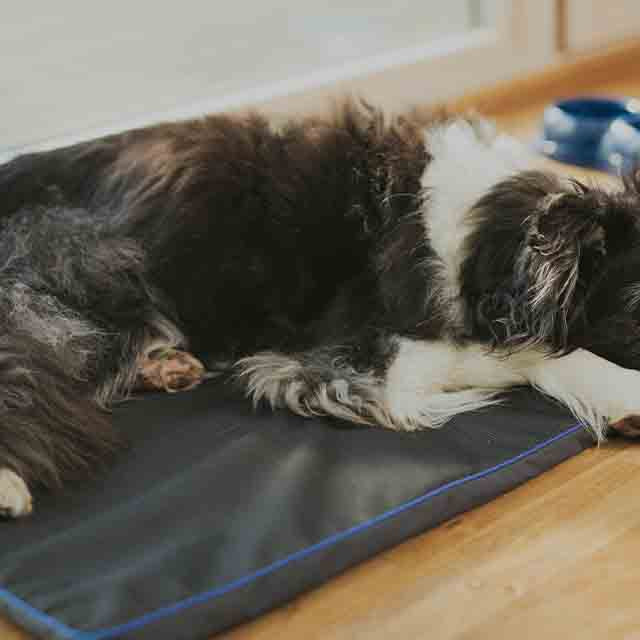 Dog Mats – Pawzation