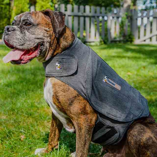 Dogs Calming Devices – Pawzation Australia