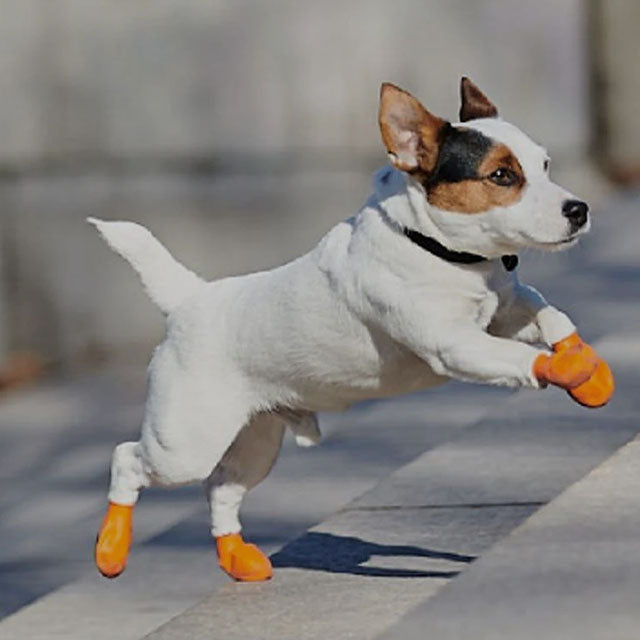 Dog Shoes – Pawzation Australia